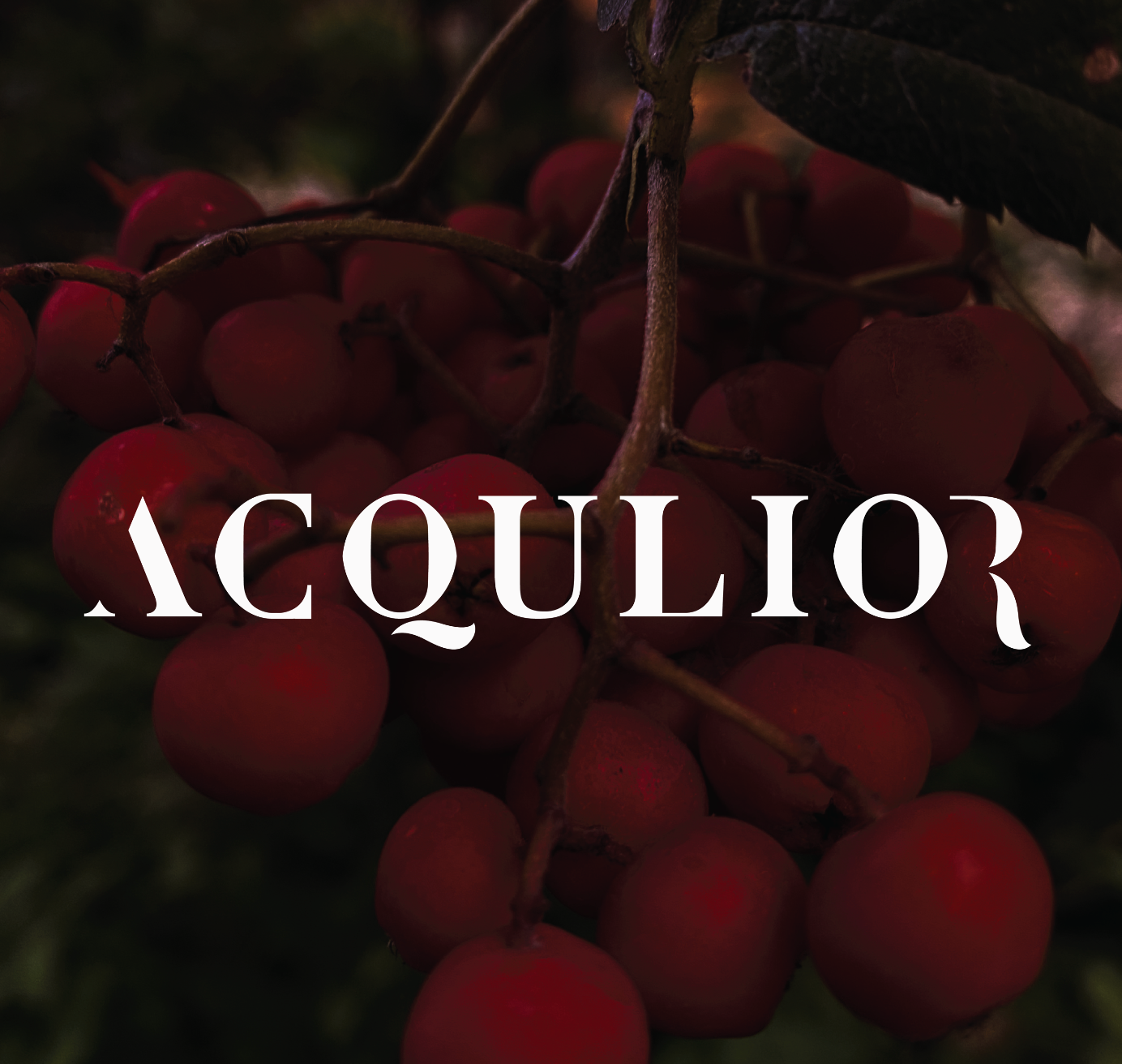 A C Q U L I O R knightcore || cottagecore – ACQULIOR